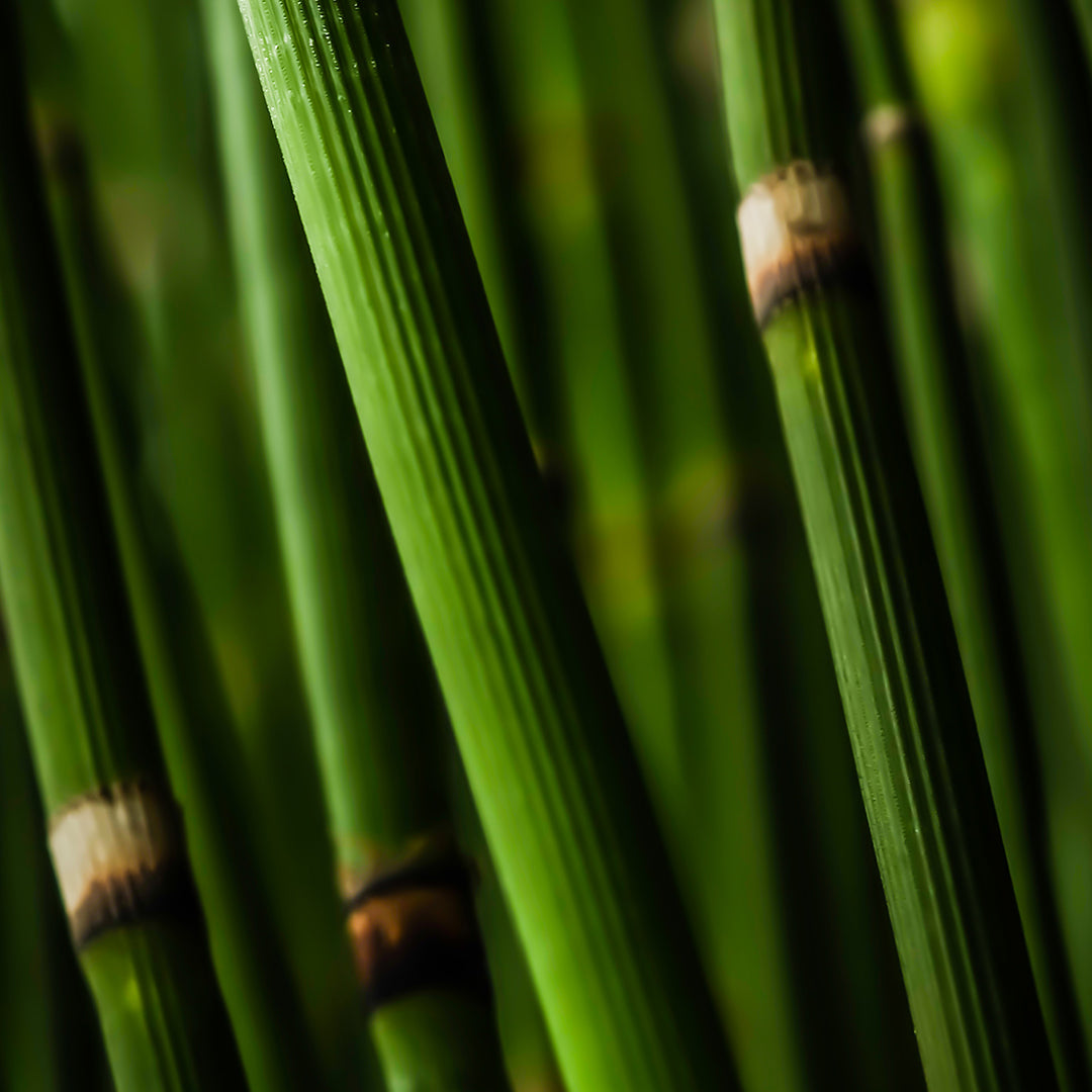 Bamboo can save the world. | The Root Board